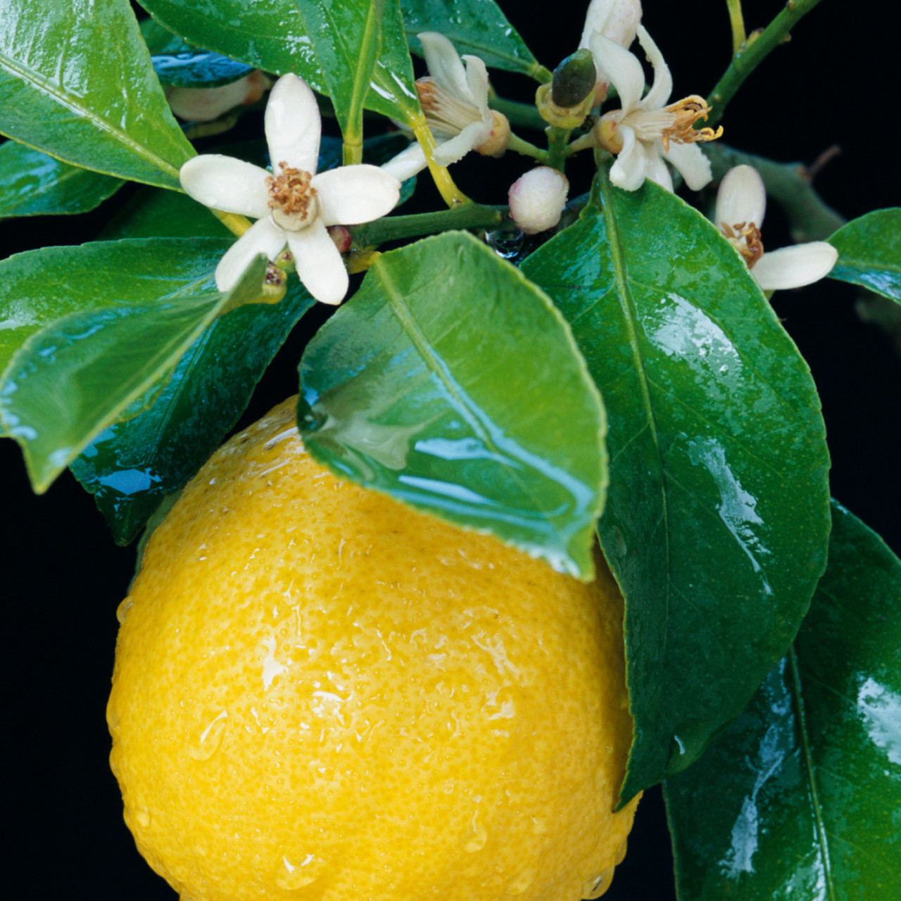 Miel del Tio Juán Cruz | NUESTRAS FLORES